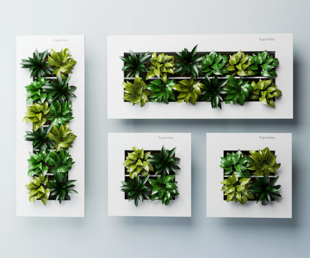 Green Frames - Gamlaa