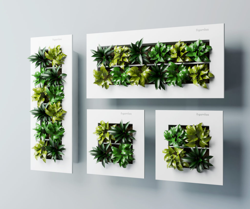 Green Frames - Gamlaa