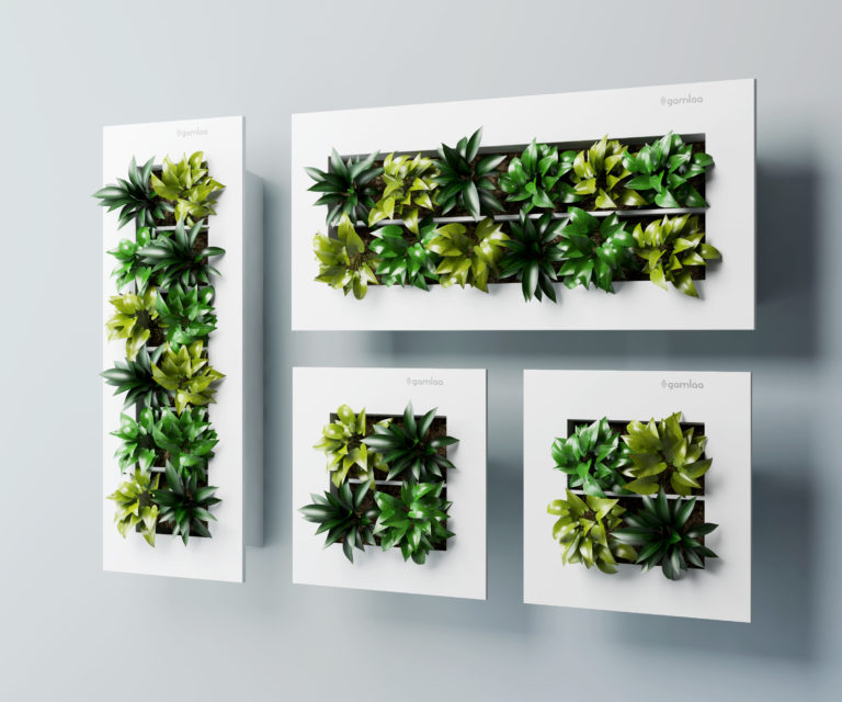 Green Frames - Gamlaa