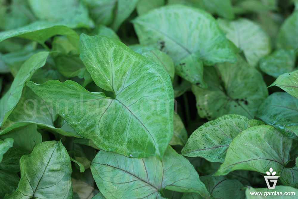 Plants-Template - Gamlaa