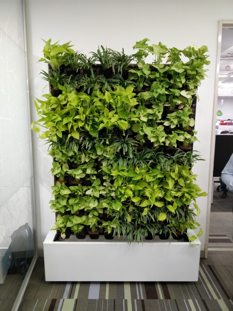 green_wall_gamlaa - Gamlaa